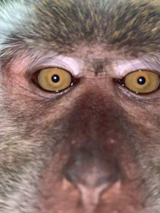 Qamaleen mobaayila barataa jalaa hattee suura of kaastee deebisteef ...