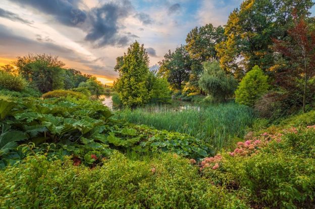 International Garden Photographer of the Year winners revealed - BBC News