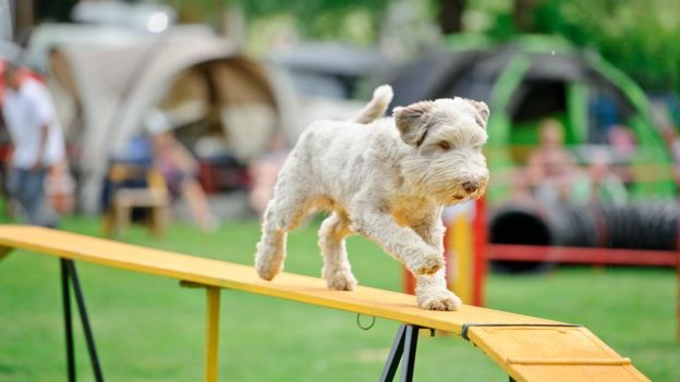 Belfast Championship Dog Show taking place in Balmoral Park - BBC News