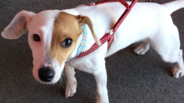 Molly the 'rare' hermaphrodite dog - BBC News
