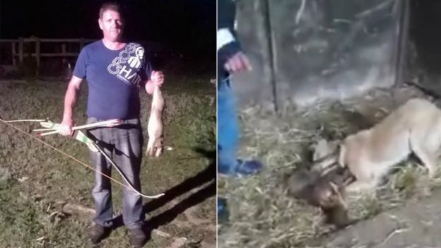 Facebook fox attack video: Men laughed as dog set on fox - BBC News