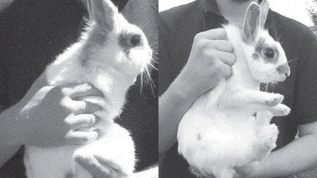 How rabbits are handled may affect pets' welfare - BBC News