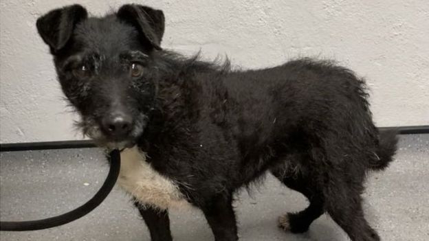 Missing dog found living in the wild in Sussex six years after ...