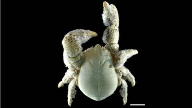 Rare Columbus crabs from Bermuda wash up in Cornwall - BBC News