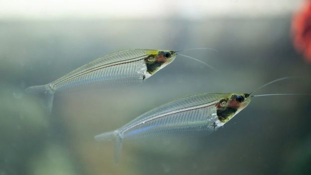 Ghost catfish: See-through fish uses muscles to turn rainbow-coloured ...