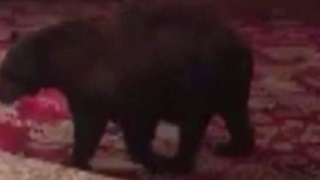 Buckethead the bear cub's head freed from jar after three days - BBC News