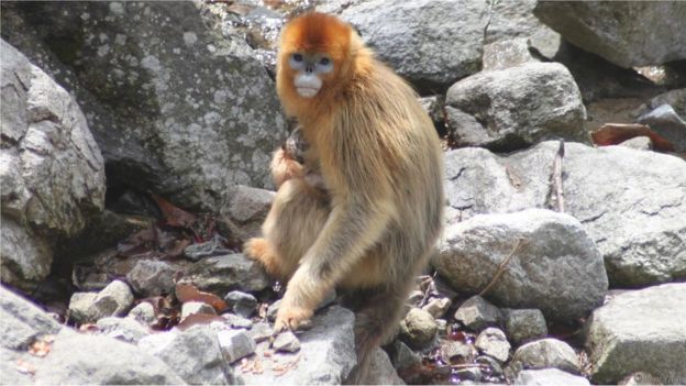 Conheça os macacos 'parteiros' observados na China - BBC News Brasil