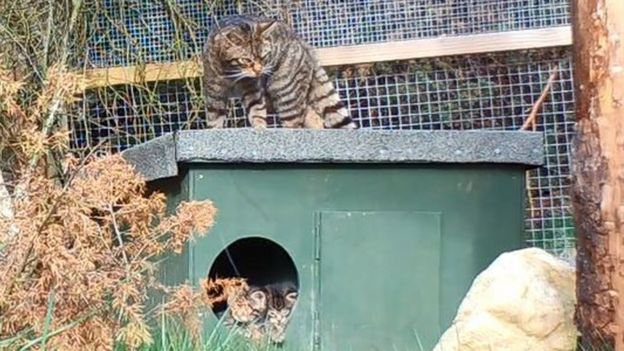 Hope Scottish Wildcat Kittens Could Help Save Species Bbc News