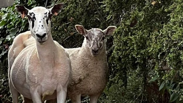 Runaway sheep rounded up by police in Baldock - BBC News
