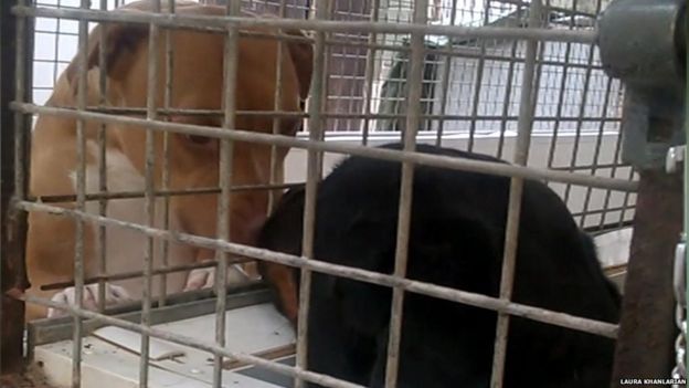 'Death Row' dog Stella freed and gets new owner - BBC News