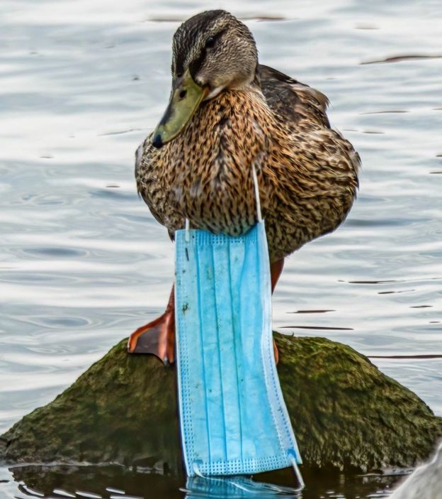 Plastic pollution: Birds all over the world are living in our rubbish ...