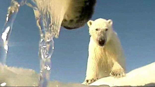 Polar bear video: Is it really the 'face of climate change'? - BBC News