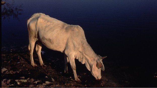 Cow urine sold alongside food in London shops - BBC News