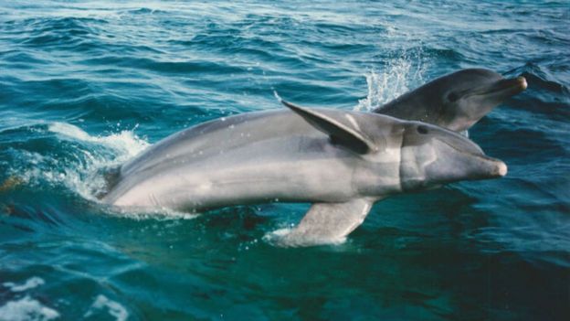 Dolphins on display: How UK's 'Seaworlds' sank - BBC News