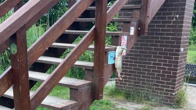 Appeal after decapitated rabbits and speared fish found at park - BBC News