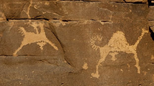 Saudi Arabia camel carvings dated to prehistoric era - BBC News