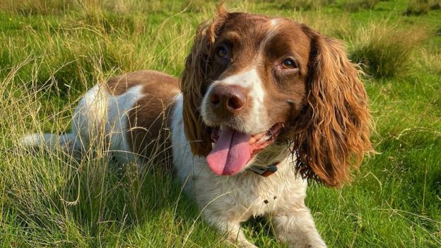 Keswick miracle dog Max the springer spaniel dies - BBC News