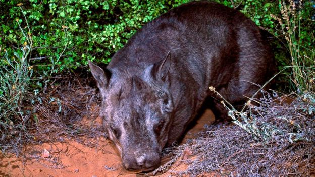 Rare northern hair-nosed wombat born in Australia - BBC News