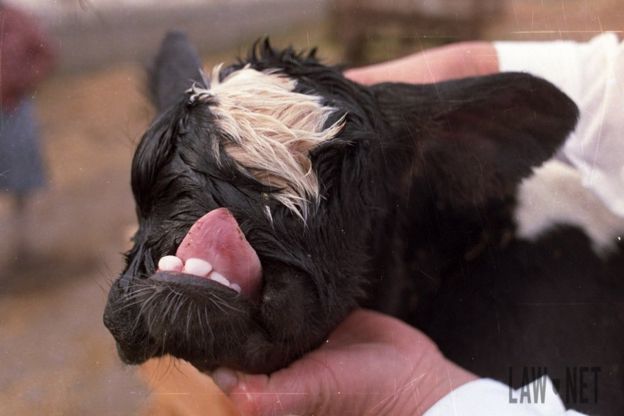 Chernobyl: las históricas fotografías de los primeros días después del ...