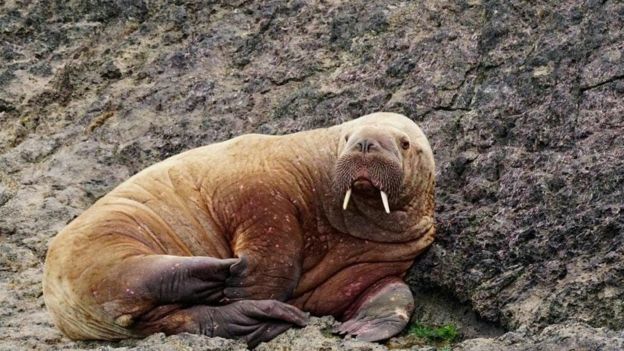 Wally the walrus: Arctic animal spotted for first time in Cornwall ...