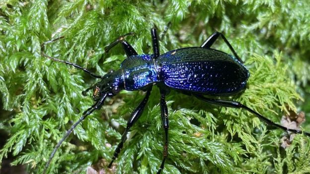 Appeal for help to find rare beetle in Devon and Cornwall - BBC News
