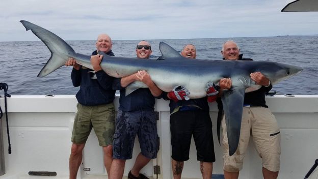 'Exceptional' British record shark caught off Cornwall - BBC News
