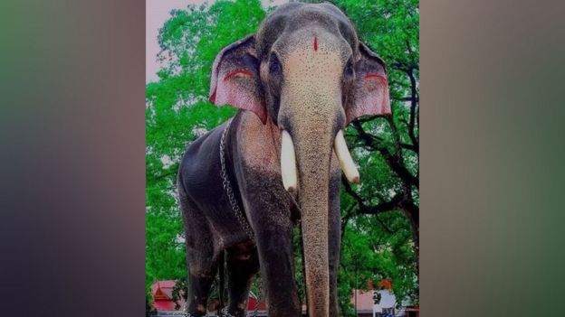 Arikomban: 'Killer' Indian elephant relocated to tiger reserve - BBC News
