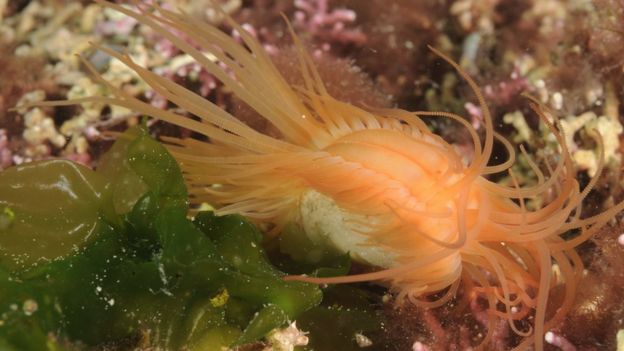 Damaged flame shell reef declared protected area - BBC News