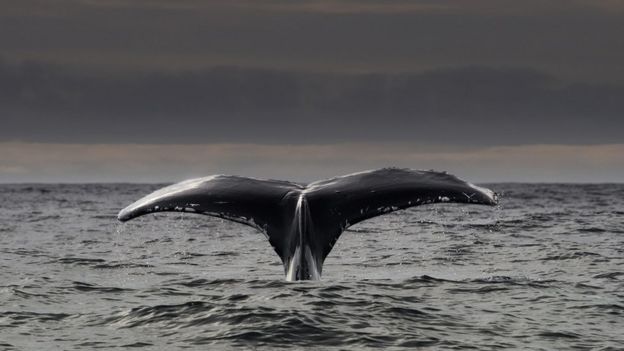 Arctic visitors in Irish waters and the dark side of dolphins - BBC News