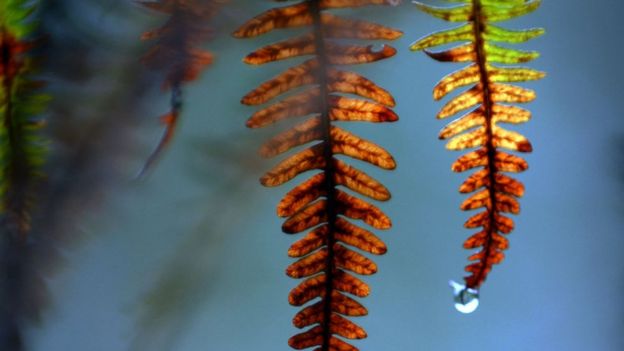 Climate change: Planting extra trees will boost rainfall across Europe ...