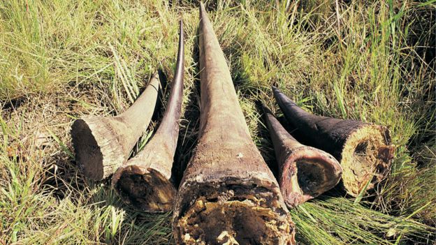 Fake rhino horn invented to ruin poachers' market - BBC News Fake rhino horn invented to ruin poachers' market - BBC News