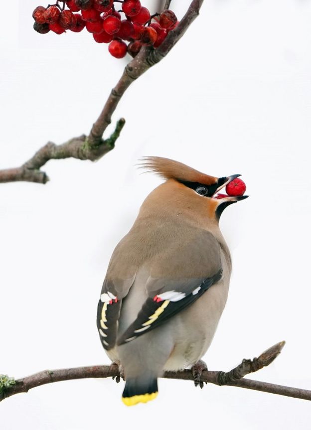 Your pictures of Scotland: 16-23 December - BBC News