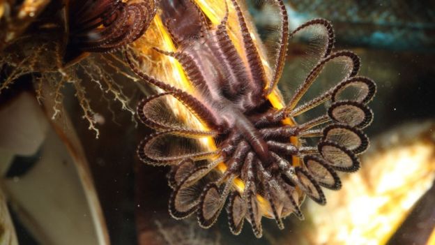 Is this hairy crab the newest species found in the UK? - BBC News