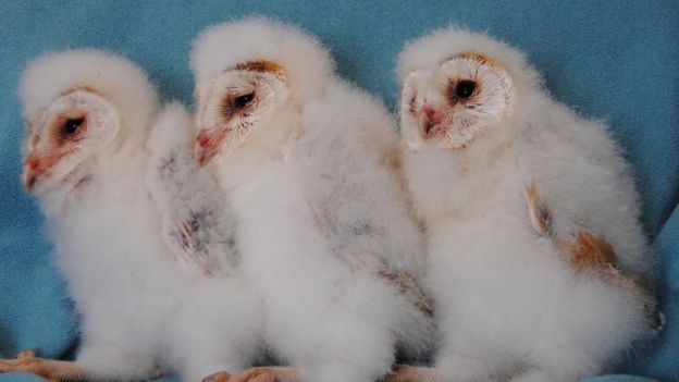 'Cold and featherless' barn owl chicks rescued from lorry of hay - BBC News