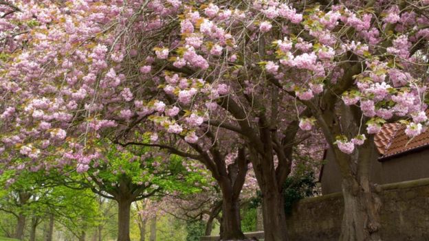 Beautiful displays as spring blooms across the UK - BBC Weather