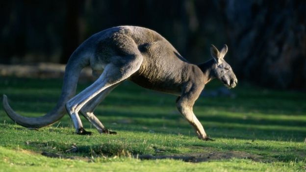¿Cuáles son los animales que pueden saltar más alto? - BBC News Mundo