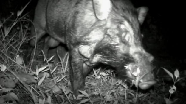 Cientistas registram pela 1ª vez imagens de 'porco mais feio do mundo ...