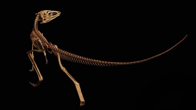 Scottish fossil revealed to be pterodactyl ancestor - BBC News