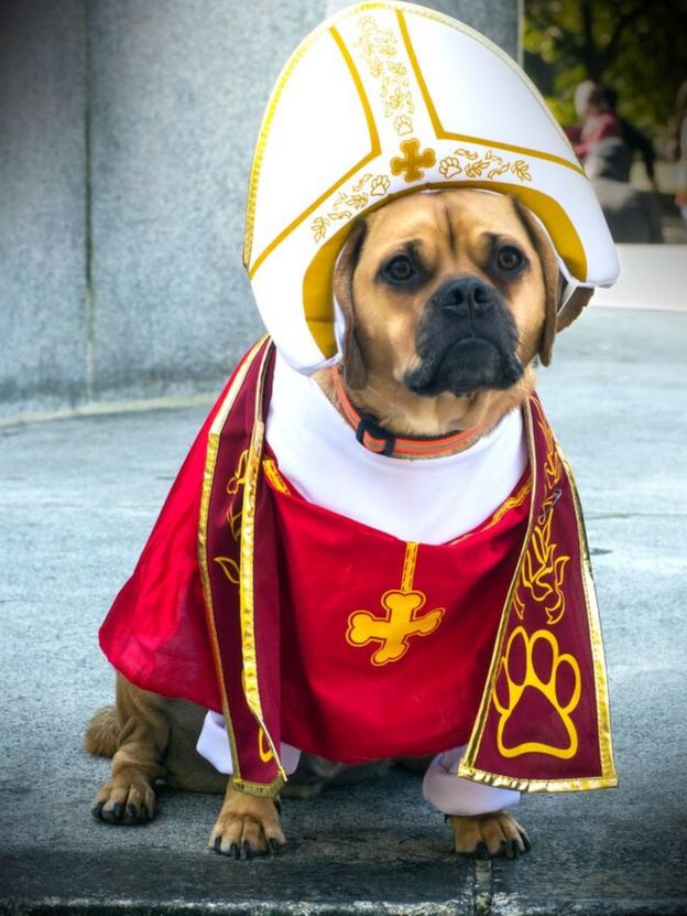 'Pope dogs' craze triggered by papal visit - BBC News