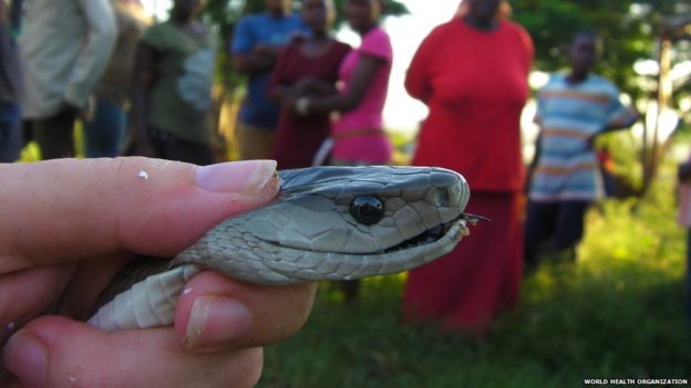 Snakebites: Like having my hand smashed by a hammer' - BBC News