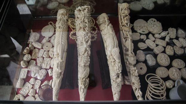 What is poaching? A Newsround guide - BBC Newsround