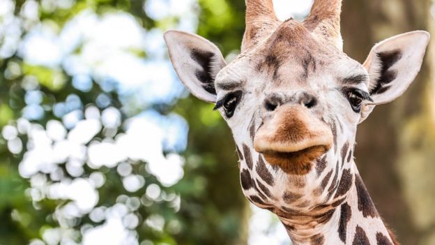 Woman and son critically injured in giraffe attack - BBC News