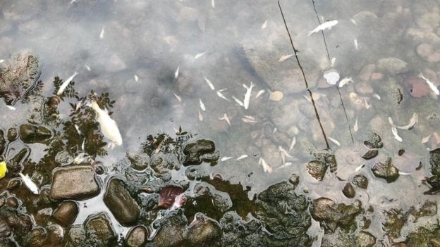 River Wye: Volunteer scientists tackle water pollution - BBC News