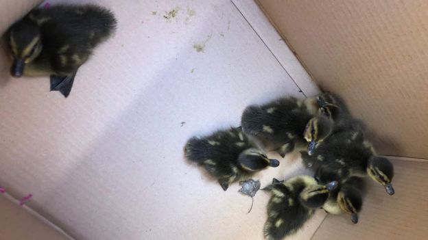 Ducklings saved in Luton after mother and siblings 'deliberately ...