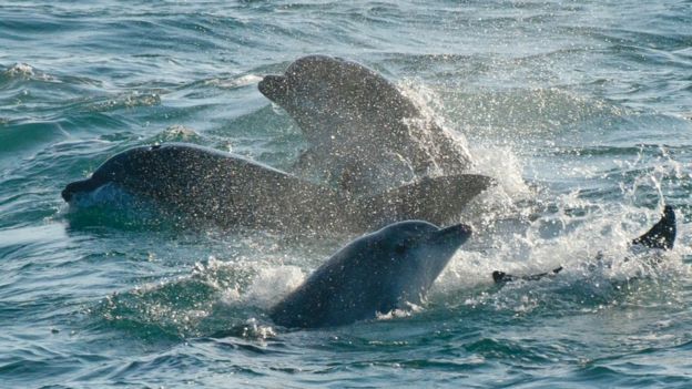 Dolphin pod living year-round off coast of England - BBC News