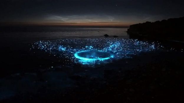 Anglesey: 'How we photographed a bioluminescence sea sparkle' - BBC News