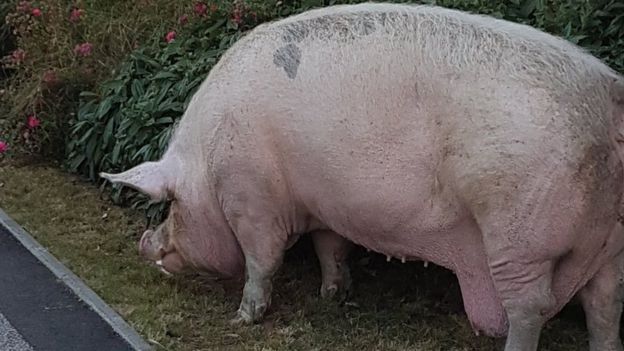 Real pig 'goes wild' in art trail town Ipswich - BBC News