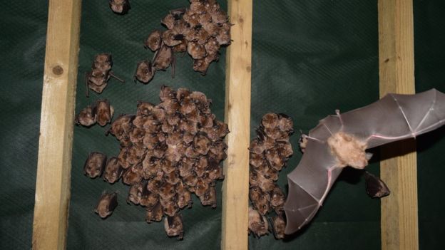 Greater horseshoe bat: Derelict building restored for rare breeding ...