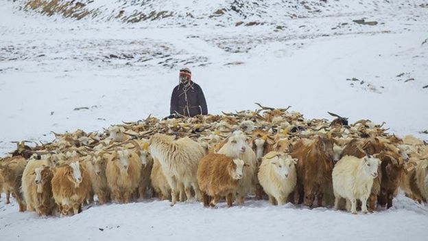 Coronavirus: Sheep wool 'barely worth selling any more' - BBC News