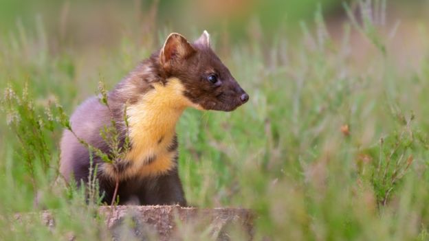 Cameras capture Galloway pine marten population growth - BBC News